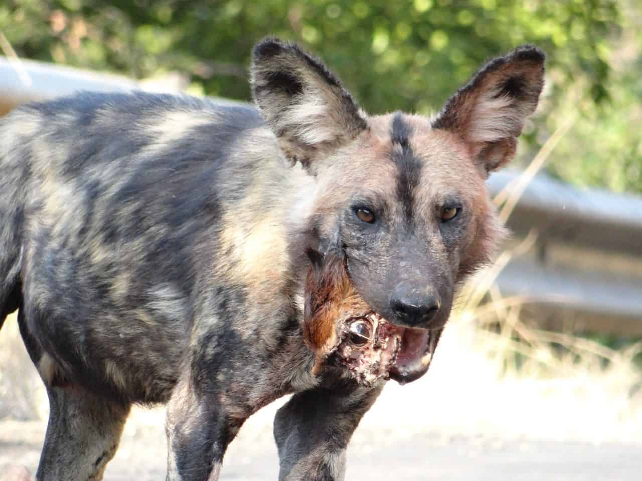 Hluhluwe game reserve shows off African Wild Dog - Tim Brown Tours